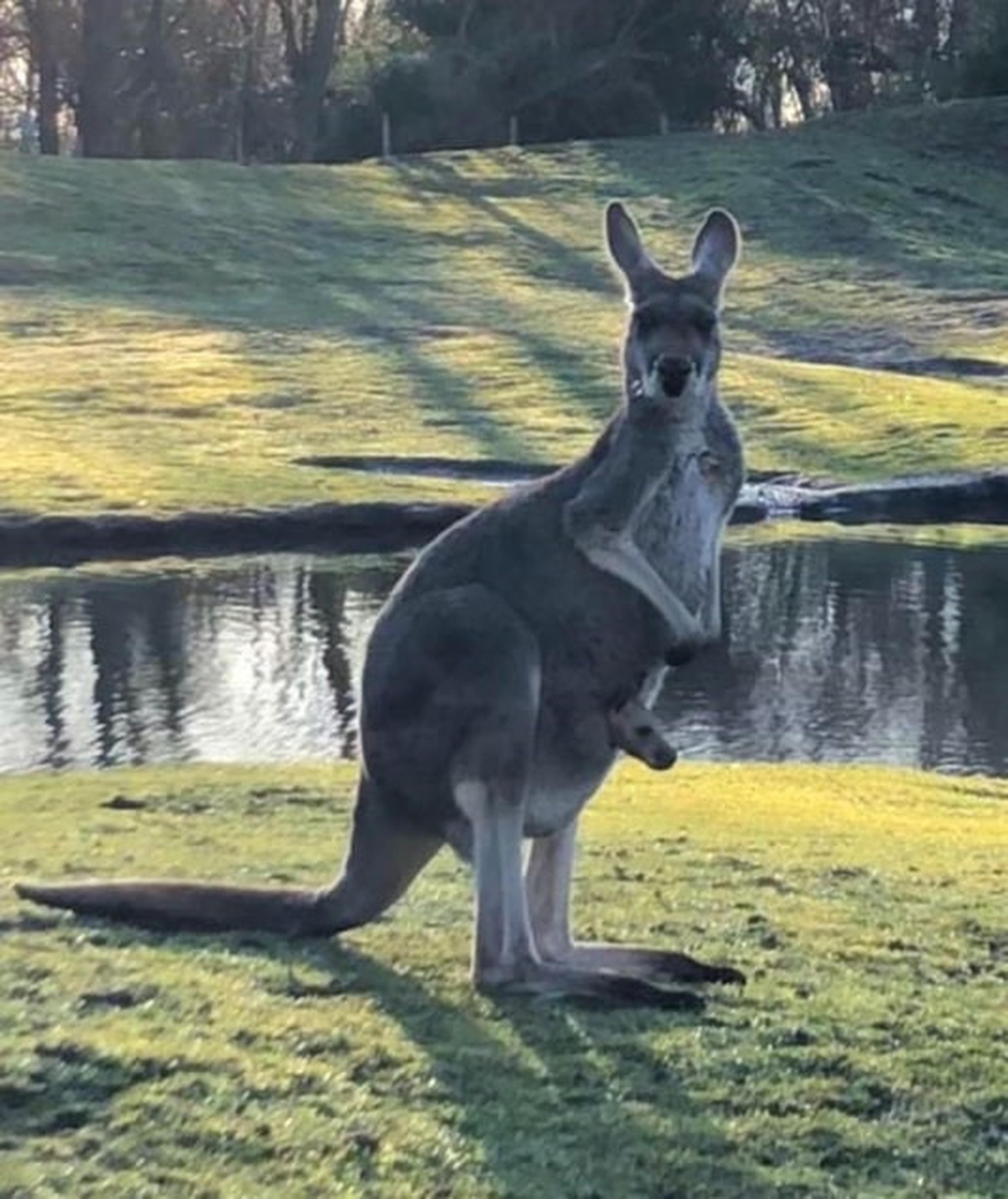 ZooParc welcomes 16 young animals during winter birth wave