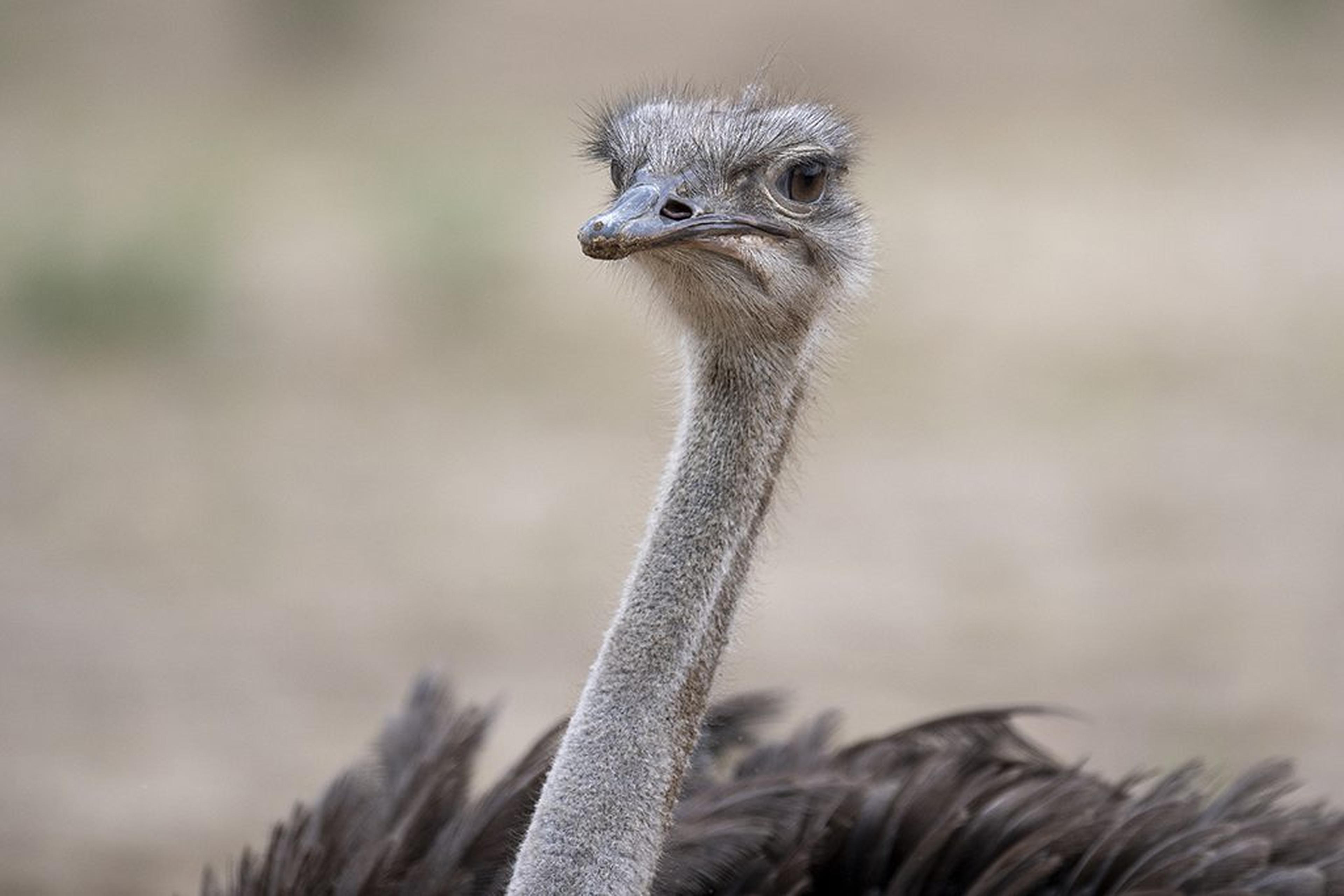 Expeditiegebied Ngorongoro - ZooParc Overloon