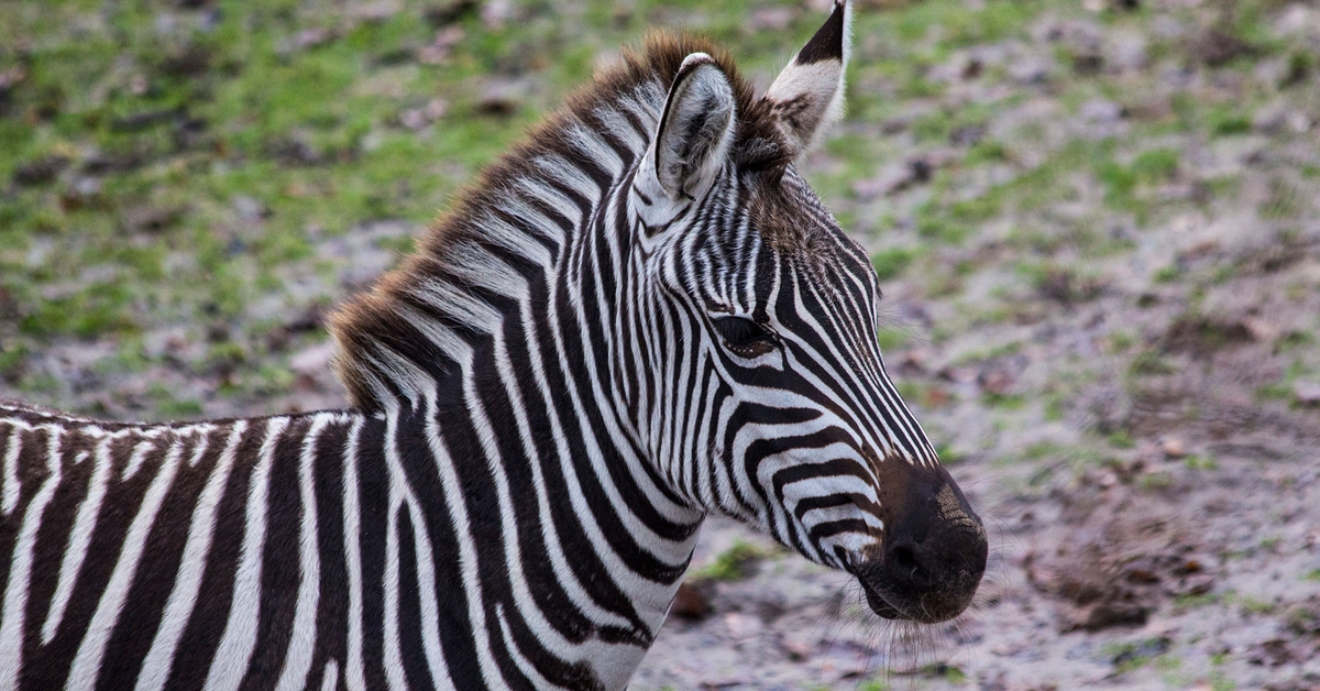 Zebra | All information | Beekse Bergen