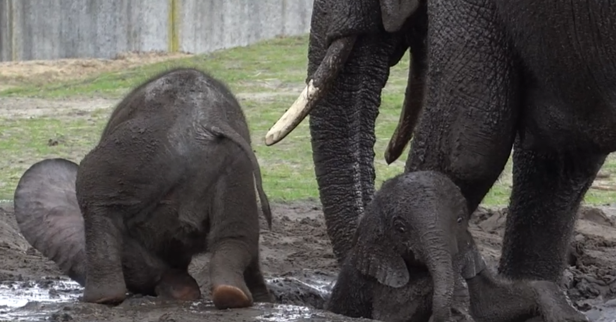 Jongste olifantenkalfje Tendai geniet van eerste modderbad in ...