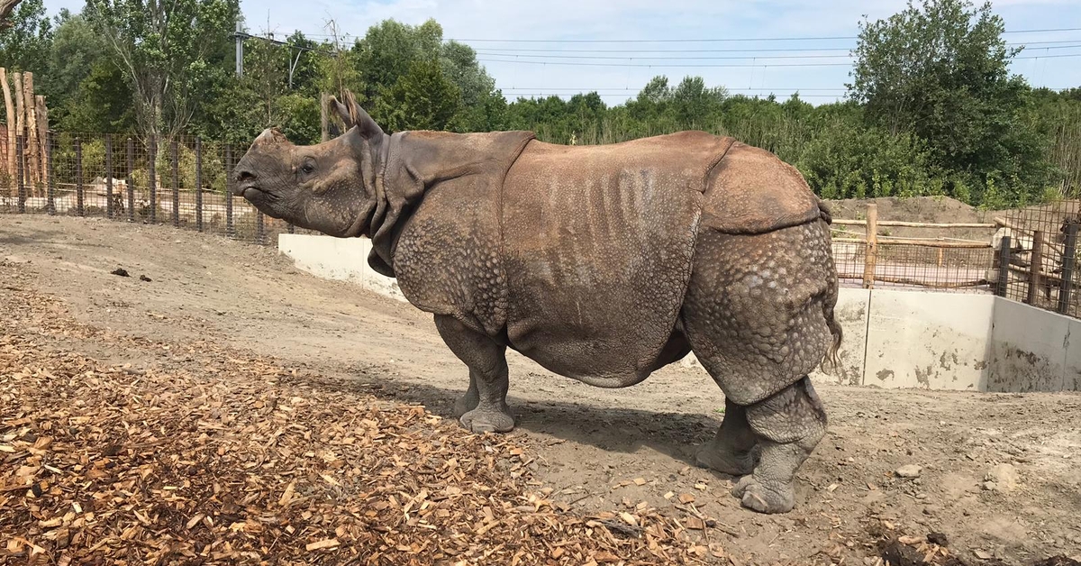 Eindhoven Zoo verwelkomt zeldzame Indische neushoorns | Eindhoven Zoo