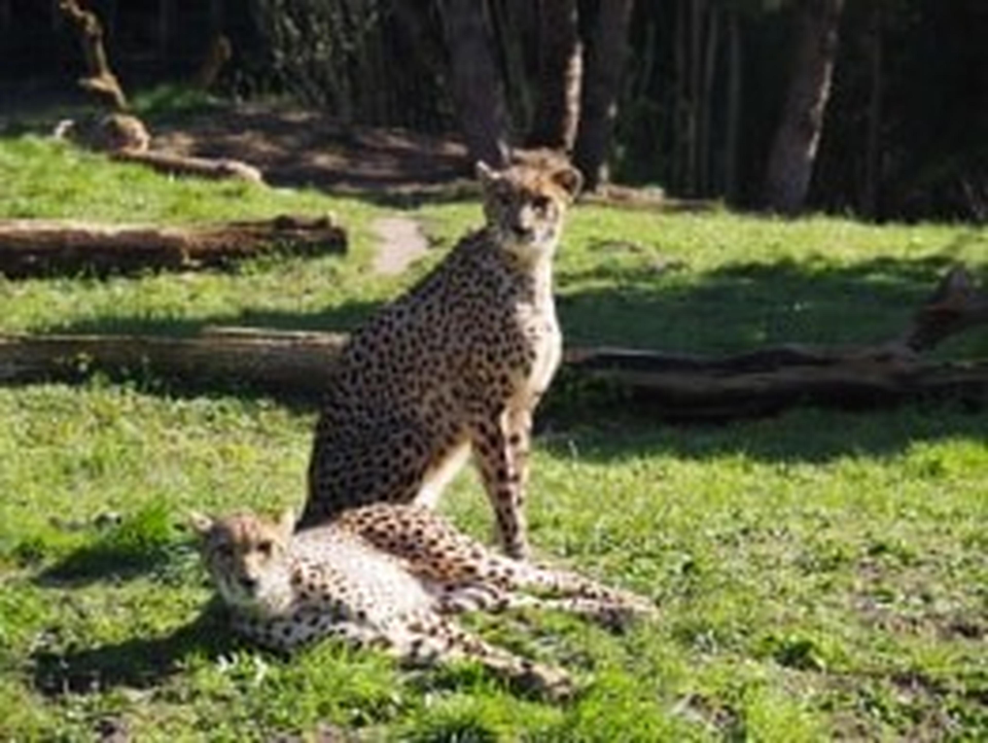 Cheetapard Cheetahs Are Coming Back: A Guide On How Not To Confuse