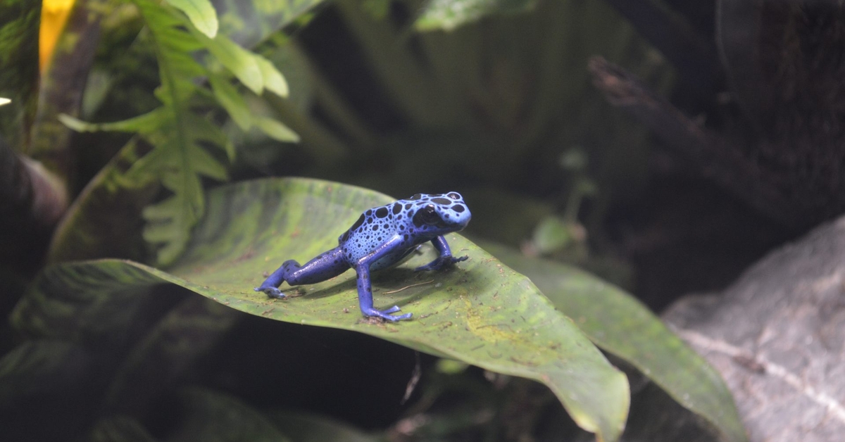 Zes nieuwe diersoorten met bijzondere voortplantingsmanier | AquaZoo ...