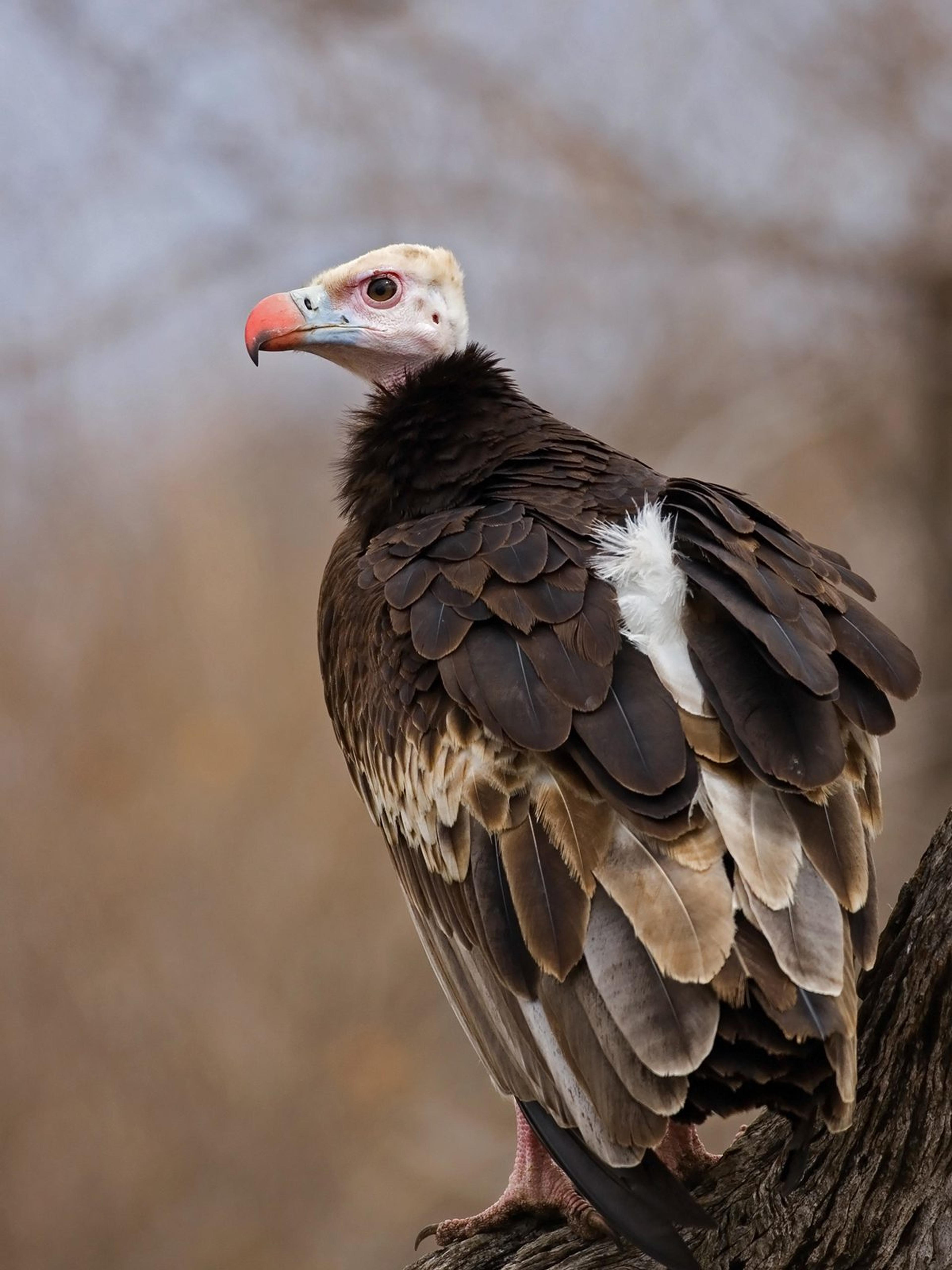 Expeditiegebied Ngorongoro - ZooParc Overloon