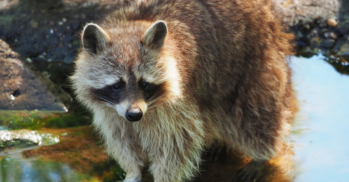 New beaver and raccoon enclosure at AquaZoo