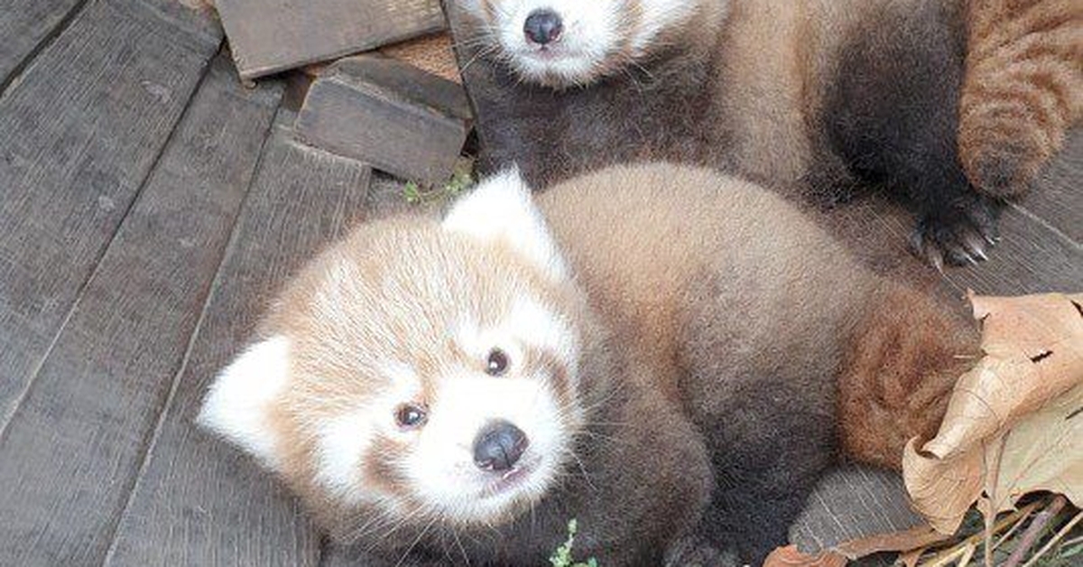 Red panda twins Billy and Bobby born | ZooParc Overloon