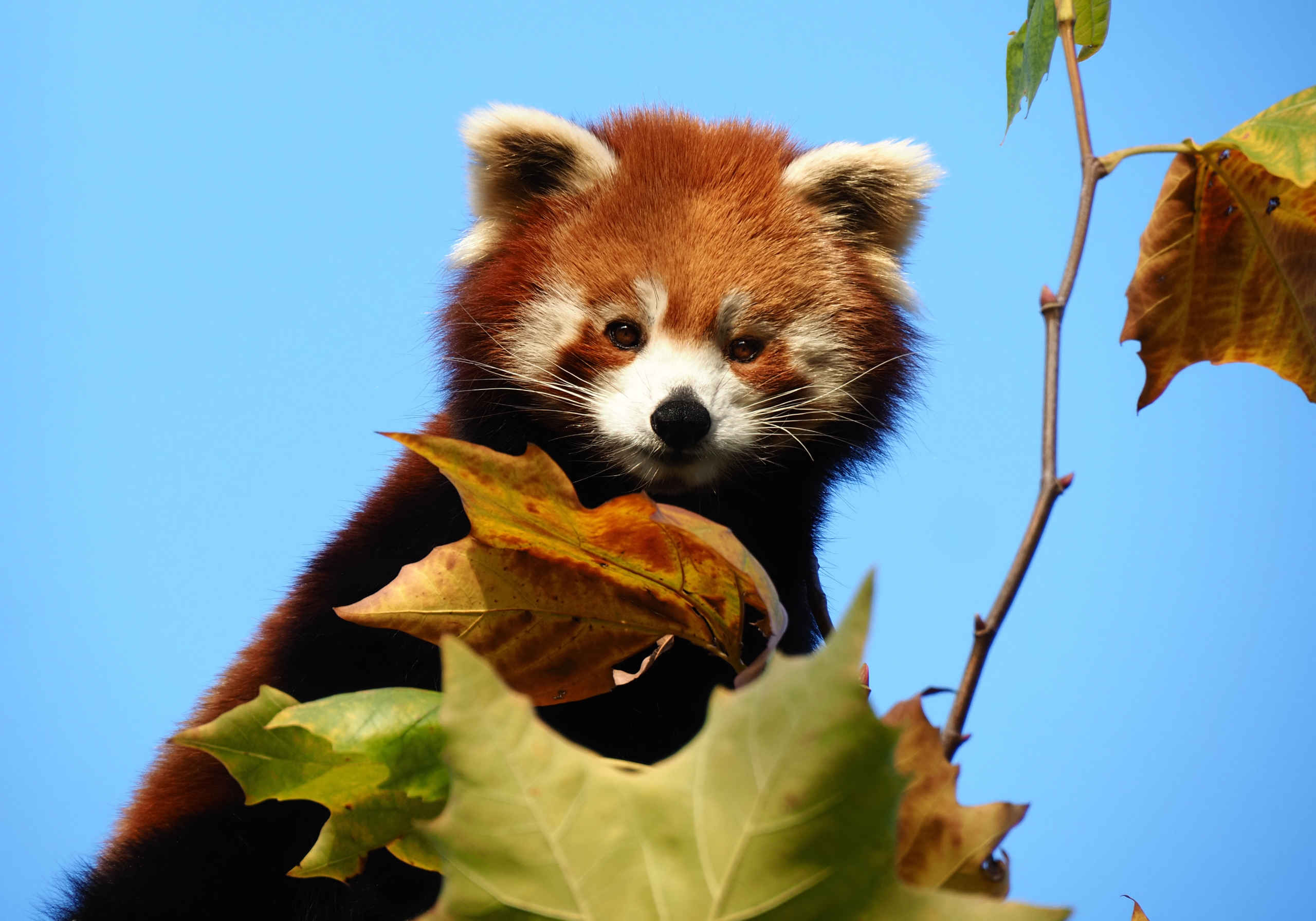 Baby Rode Panda Welpen