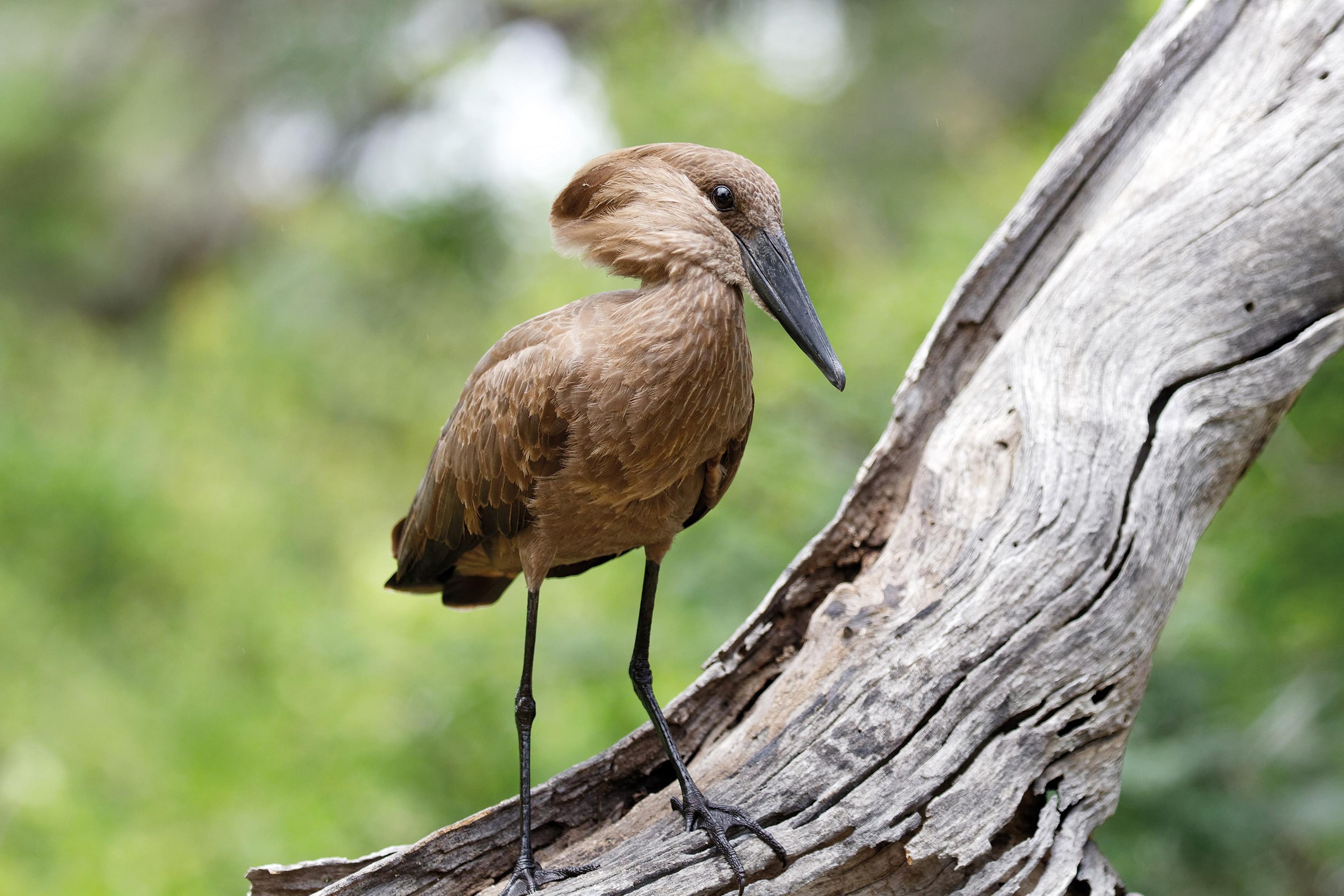 Expeditiegebied Ngorongoro - ZooParc Overloon