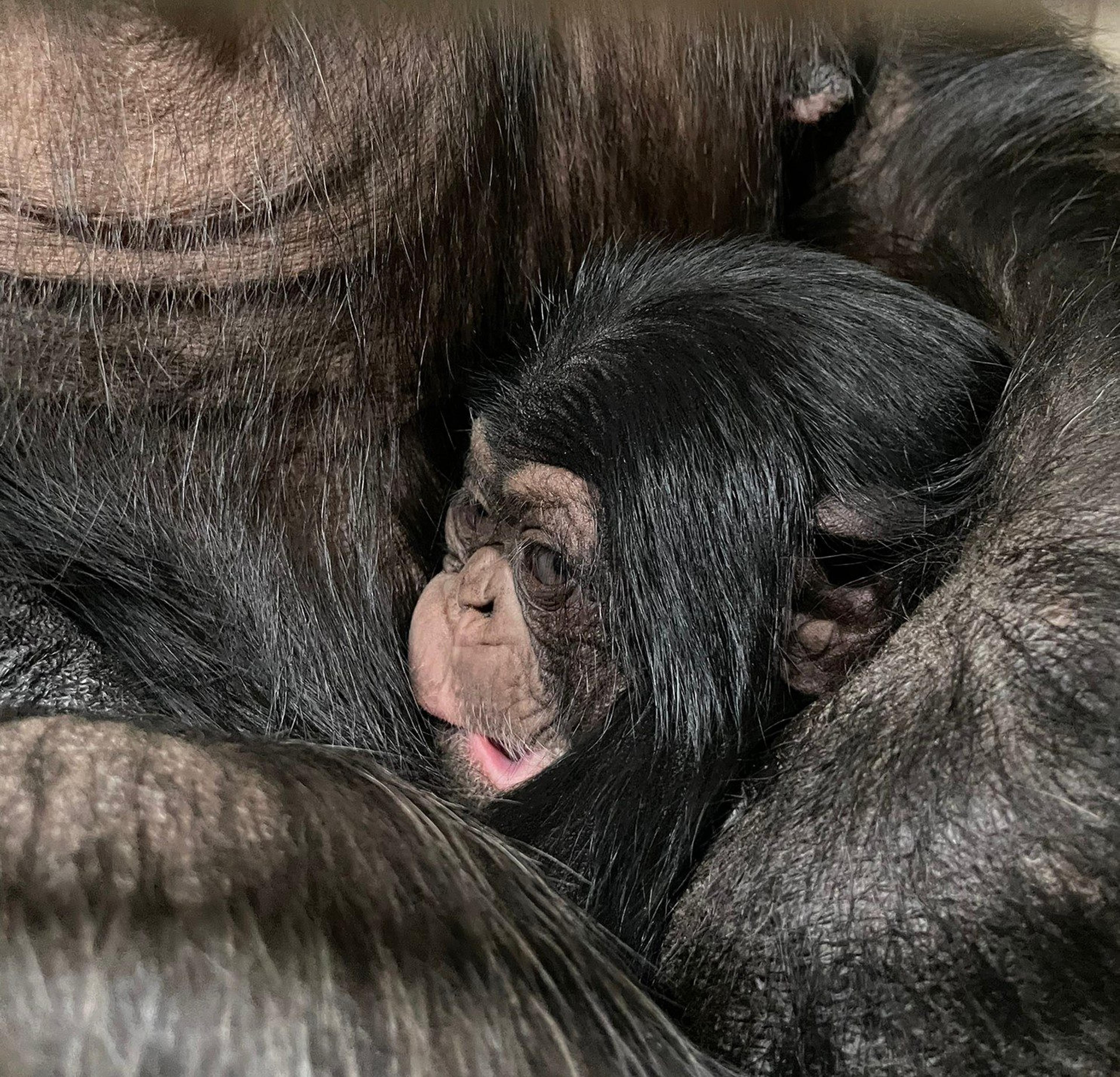 Baby Chimpansees Wereldberoemde Chimpansee Krijgt Een Jong