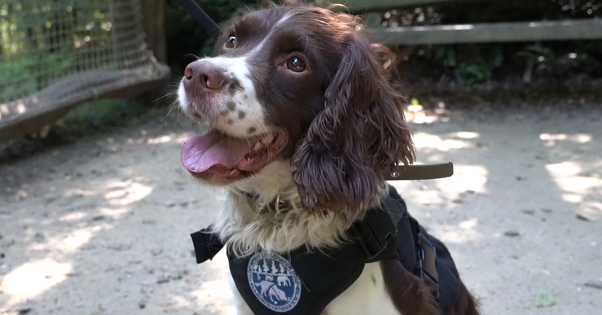 Tracker dog practices tracking down endangered pygmy hippo | ZooParc