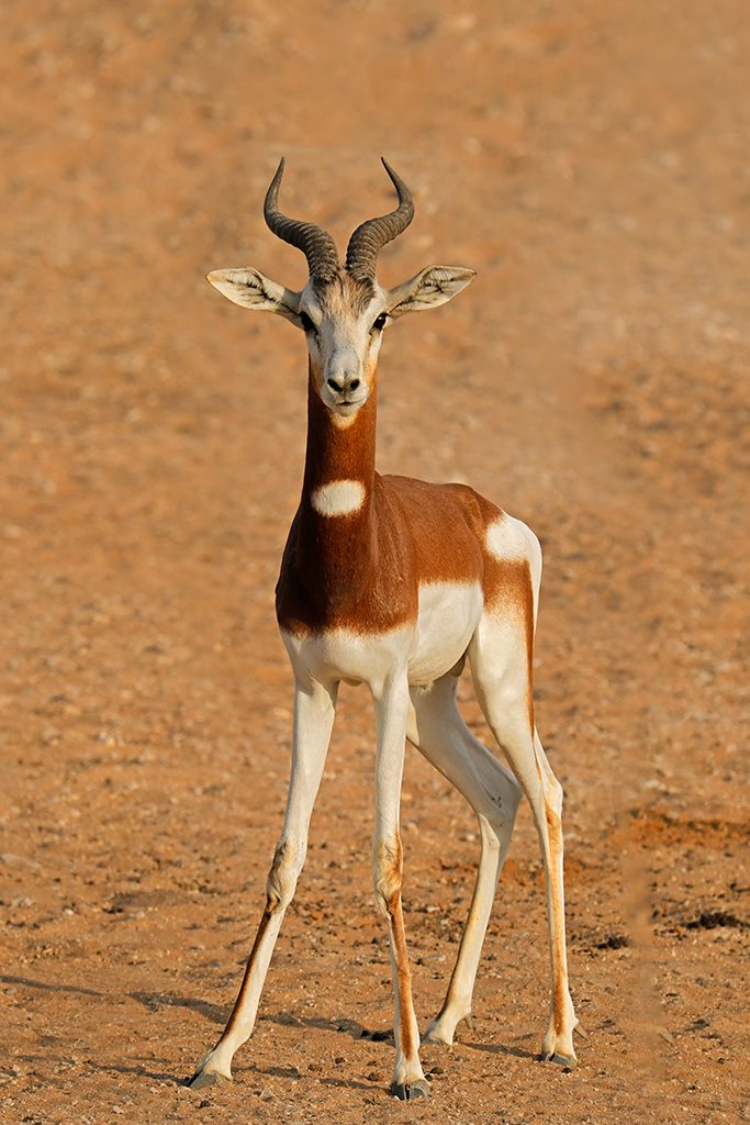 Antilope Dier Oryx Antilope, Al Maha Desert Resort … – Bild Kaufen