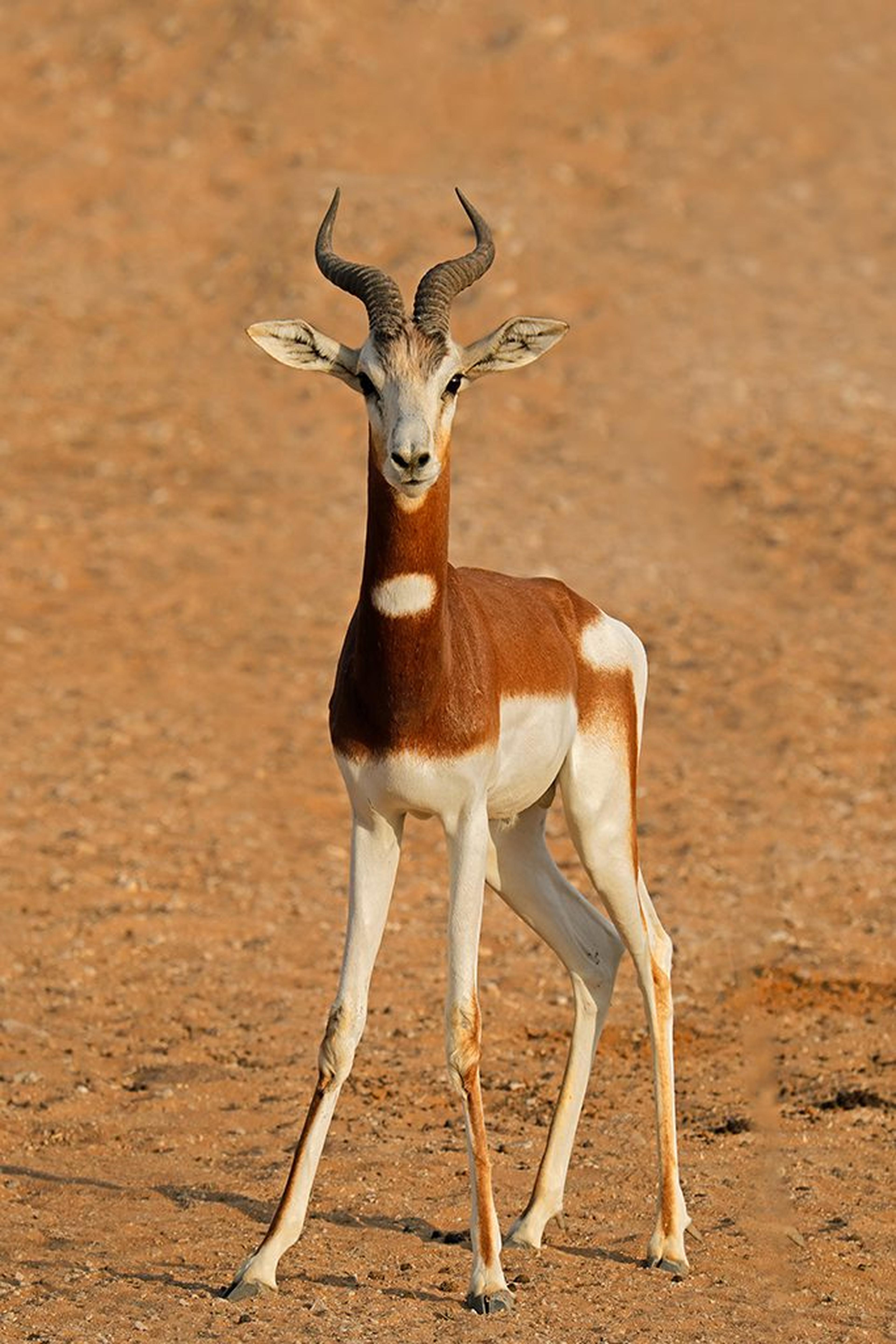Expeditiegebied Ngorongoro - ZooParc Overloon