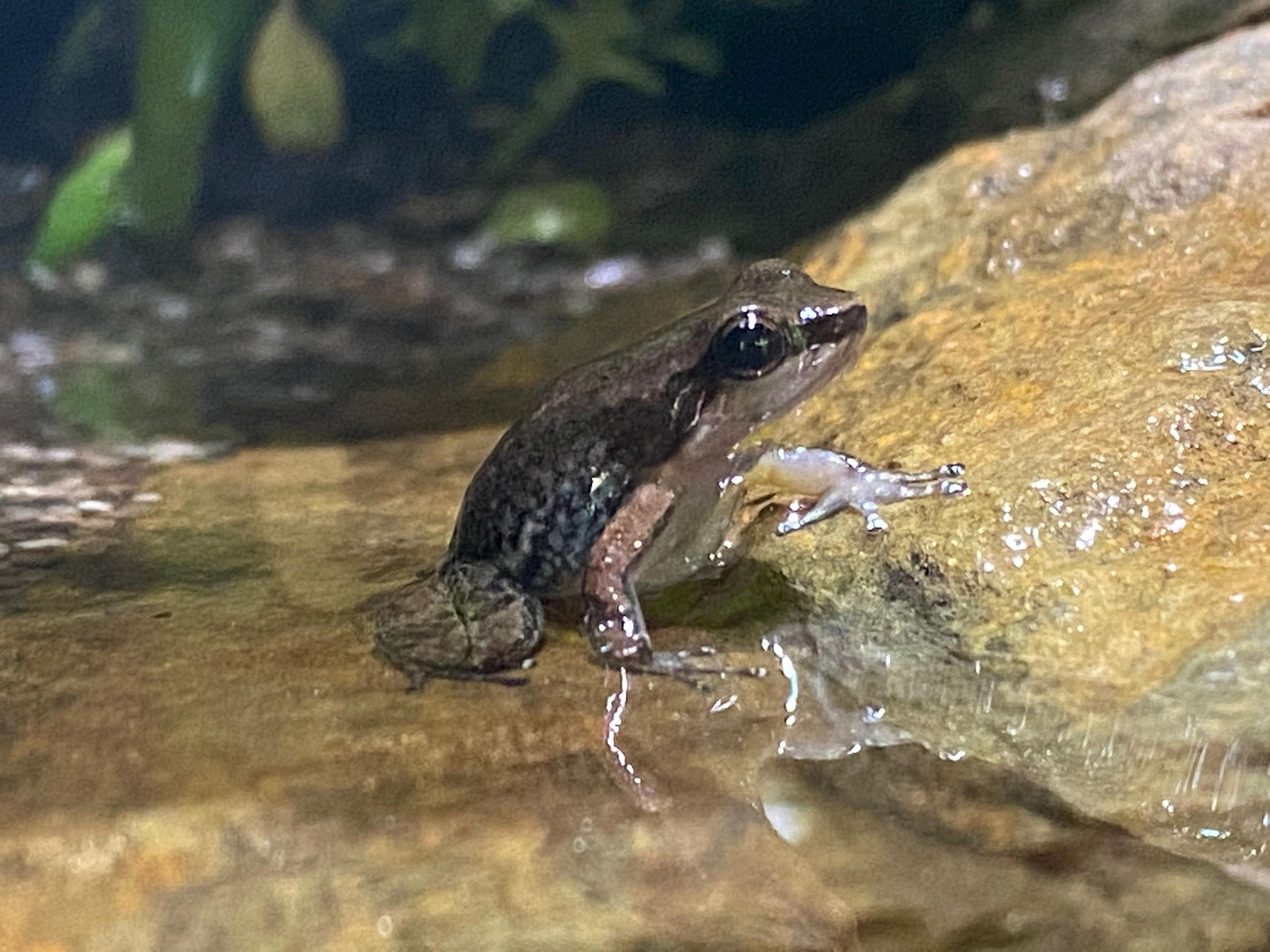 A special frog | ZooParc has recently been living in ZooParc.