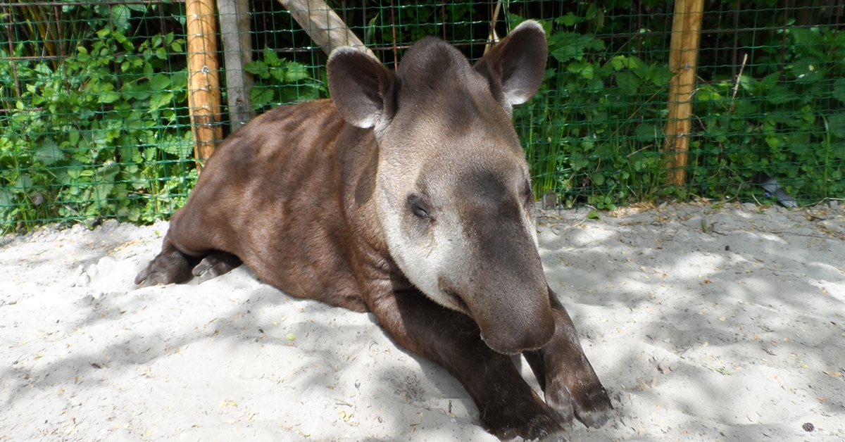 South American Tapir Tinus has gained an adoptive parent! - AquaZoo, your voyage of discovery ...