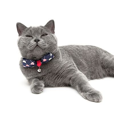 Cat Harnesses | Cat Collars | Cat Leads | Jollyes