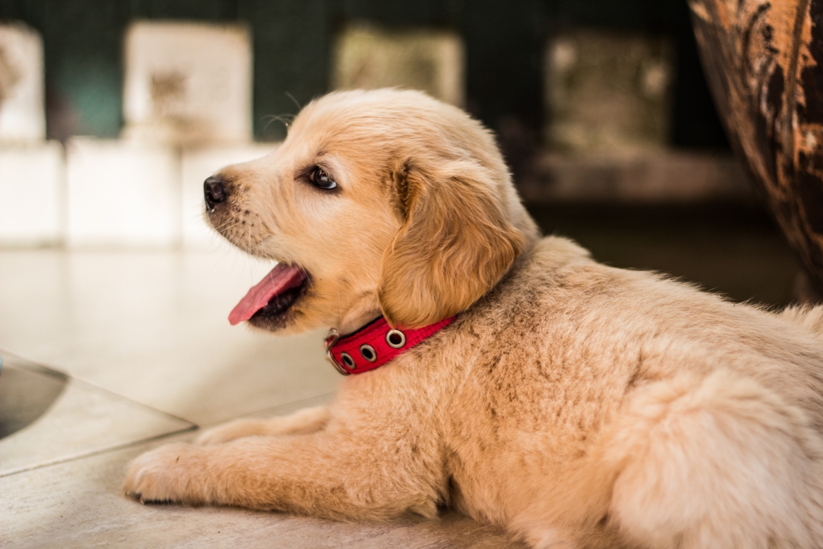New Puppy Checklist: Everything You Need to Know | Jollyes Pets