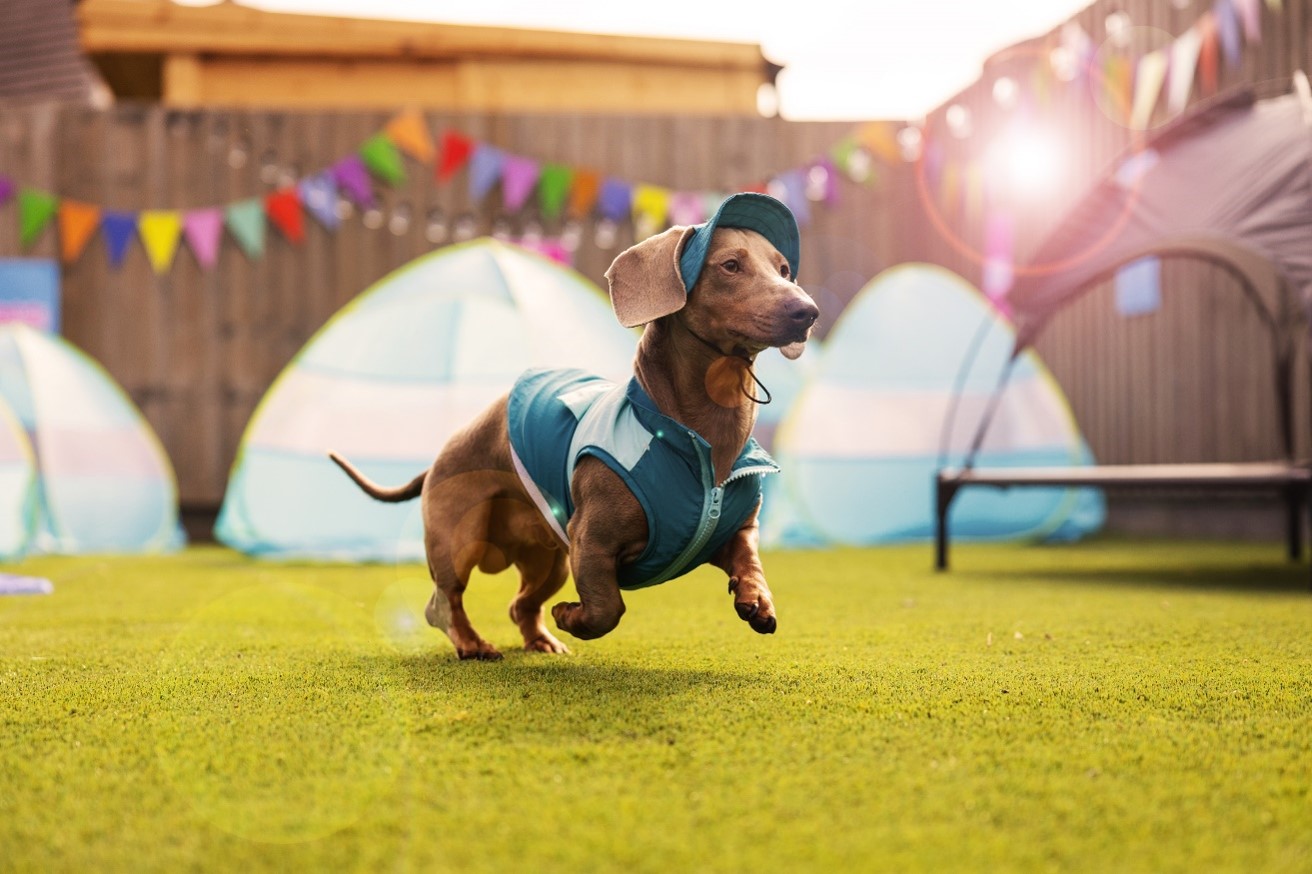 Summer Style Guide For Dogs | Jollyes