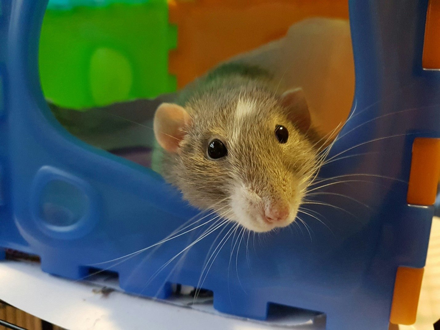 The Cost of Buying a Pet Rat | Jollyes