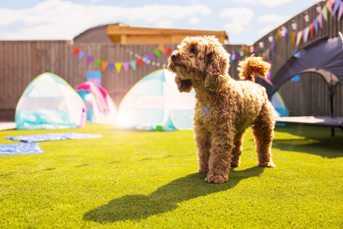 Sound Safety for Dogs: How to Protect Your Pup from Loud Noises and Anxiety