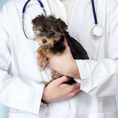 Puppy Health Treatments, Wellbeing, & Care | Jollyes
