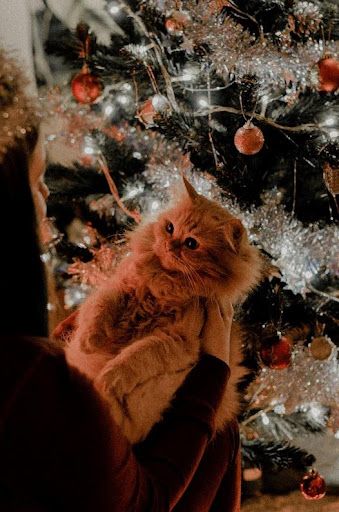 How to Create a Cat-Proof Christmas Tree | Jollyes