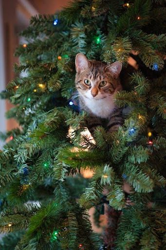 How to Create a Cat-Proof Christmas Tree | Jollyes