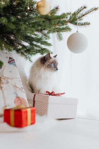 How to Create a Cat-Proof Christmas Tree | Jollyes