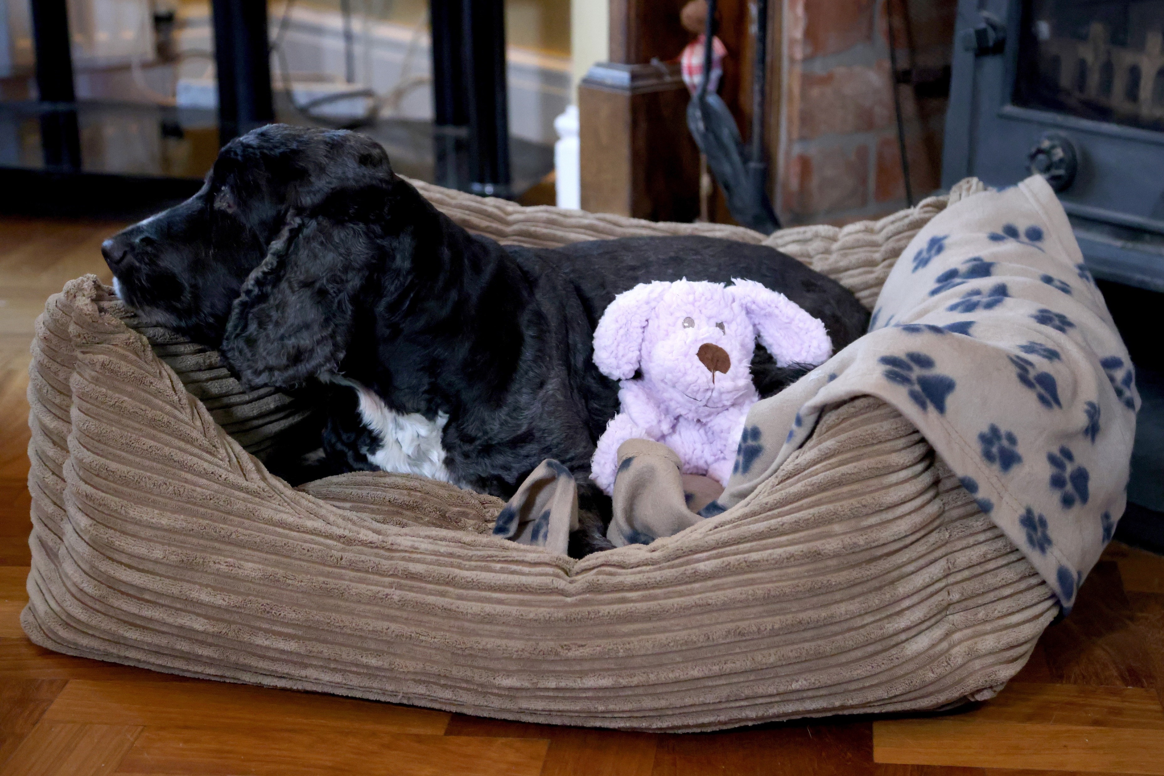 Music for Dogs: How Tunes Can Calm, Comfort, and Enrich Your Pet's Life ...