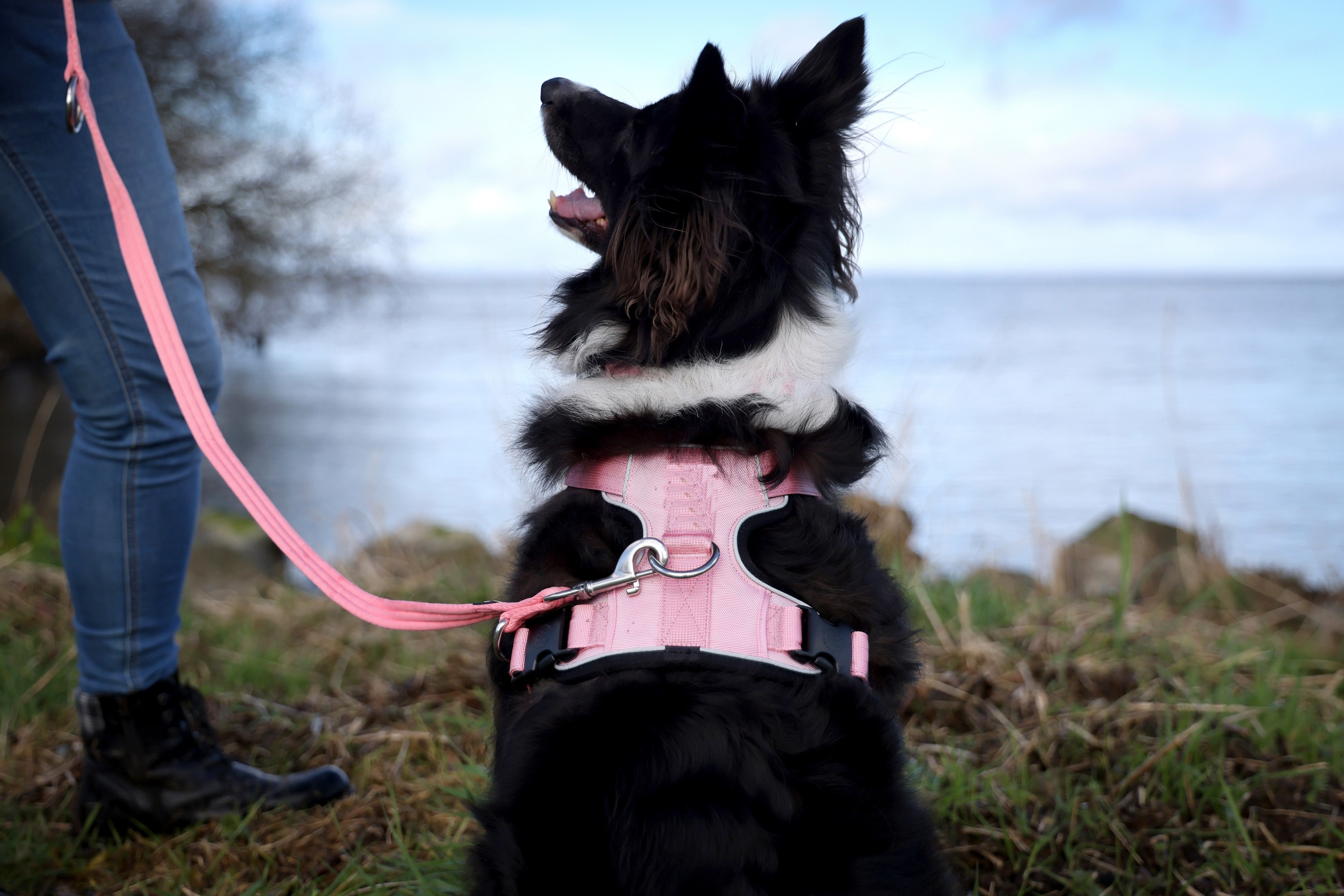 Everything You Need to Know About Assistance Dogs | Jollyes