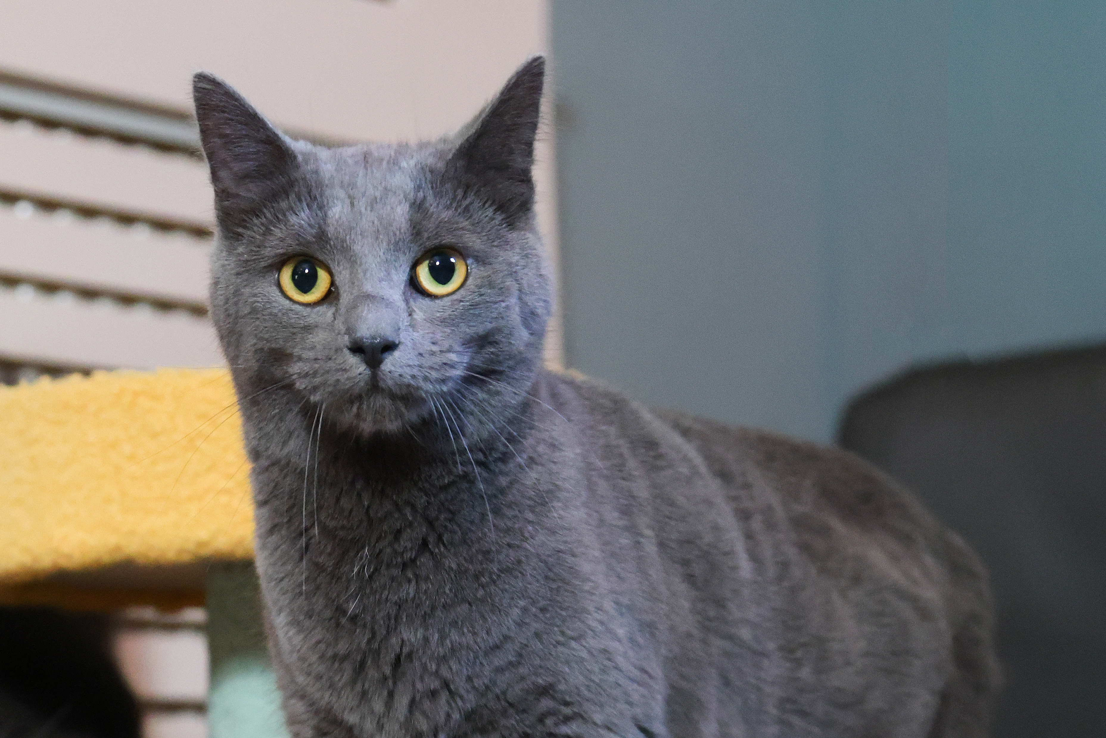 A Complete Guide to Heart Disease in Cats | Jollyes