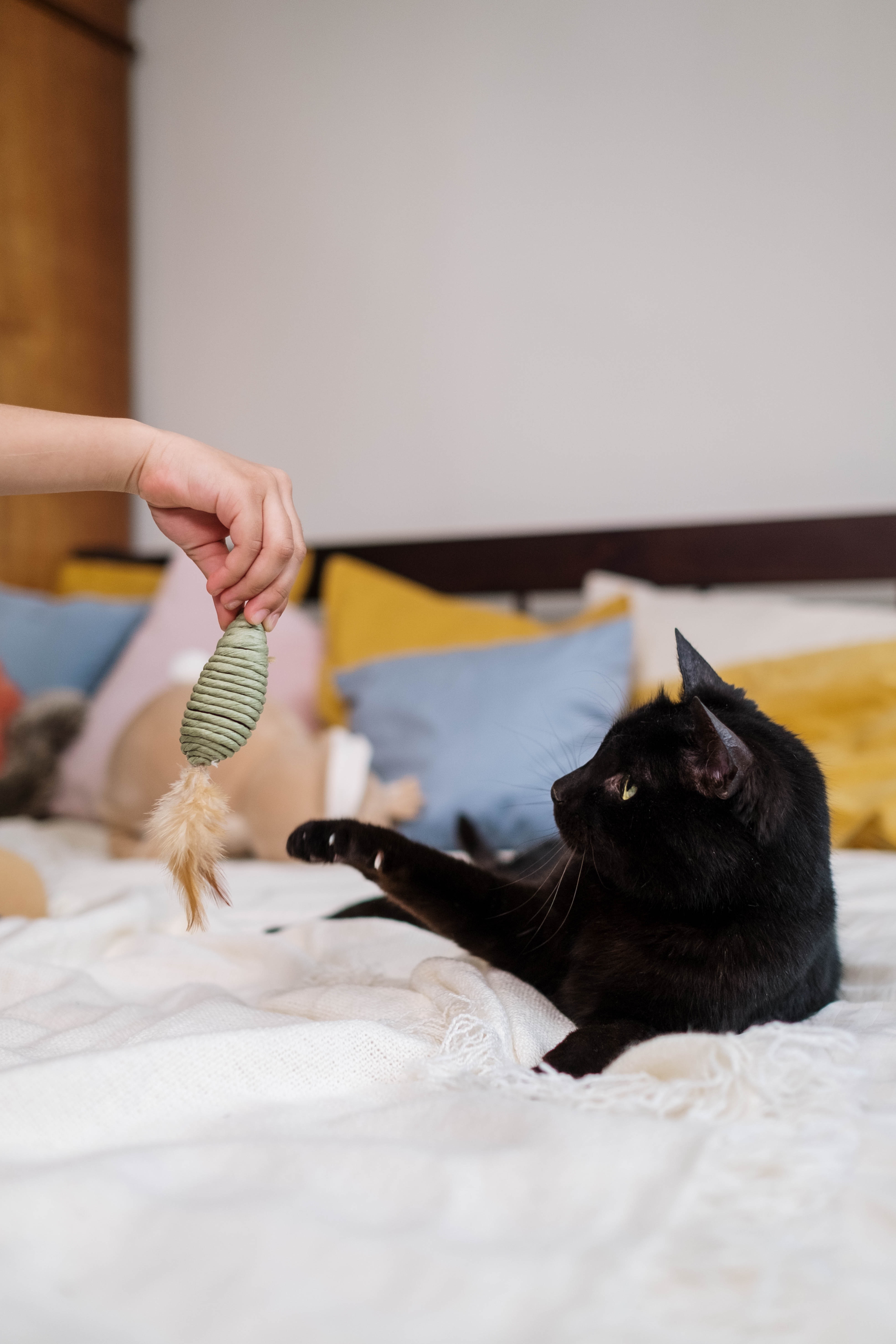 How to Entertain a Cat: The Best Ideas| Jollyes