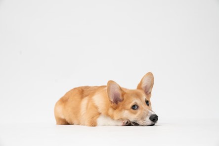 What to Feed a Poorly Dog | Jollyes