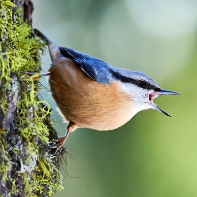 Trill Bird & Wildlife Food Offers | Jollyes