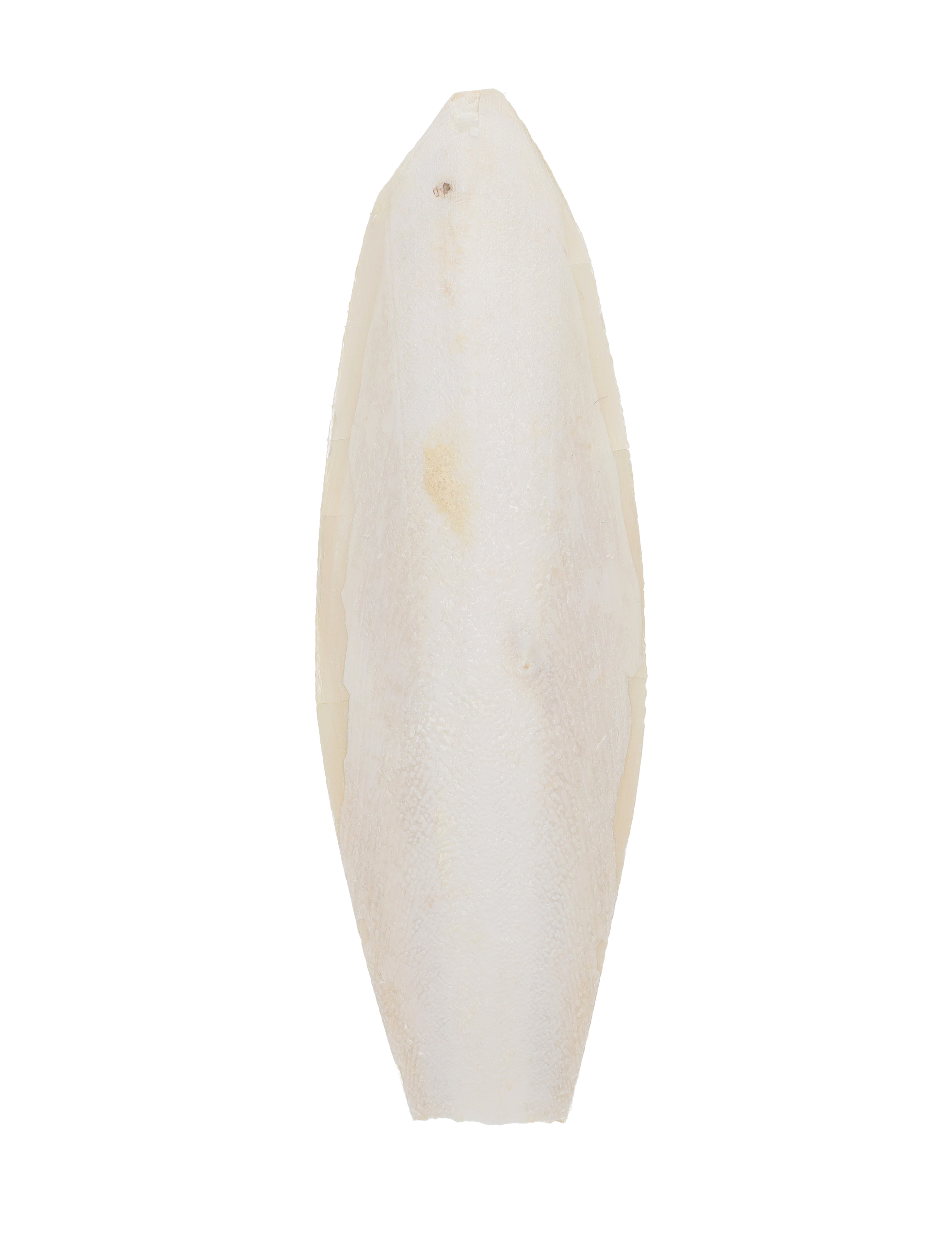 Countrywide Cuttlefish | Cuttlebones for birds