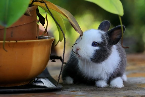 Rabbit Vaccinations: The Guide | Do Rabbits Need Vaccines?