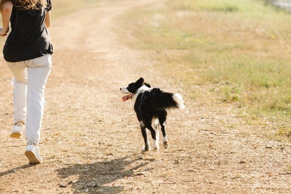Running with your Dog: The Guide | Leads for Running with Dogs