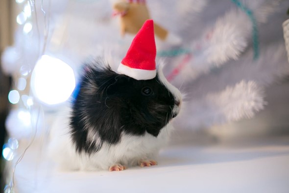 Guinea Pigs in Winter: Care Advice | Jollyes