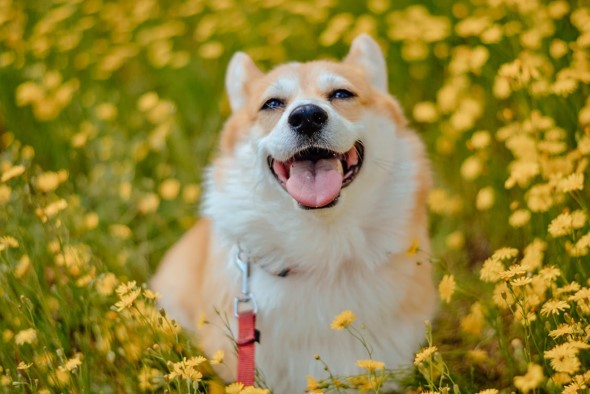 Can Dogs Get Hay Fever? | Jollyes