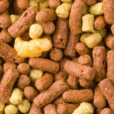 Dry Food for Reptiles | Turtles, Terapins, & Gecko | Jollyes
