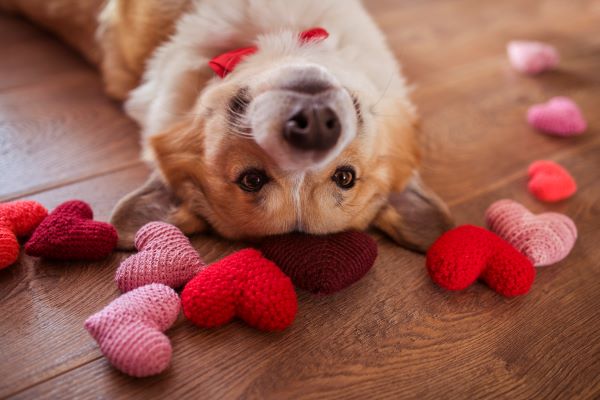 Dog Valentine’s Day Ideas | Last-Minute Gifts | Jollyes