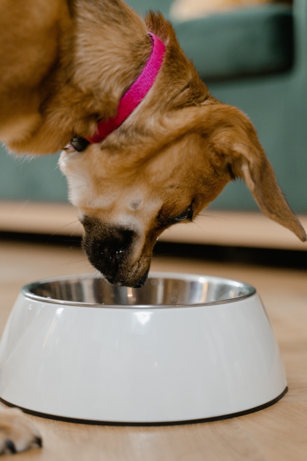 What to Feed Dogs in Winter: The Guide | Jollyes