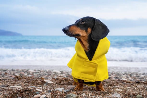 The Most Popular Dogs on Instagram | Jollyes
