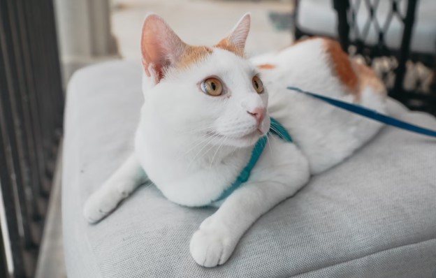 Do Cats Sweat? | Jolleys
