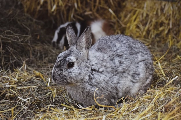A Guide to Rabbit Hay | Jollyes