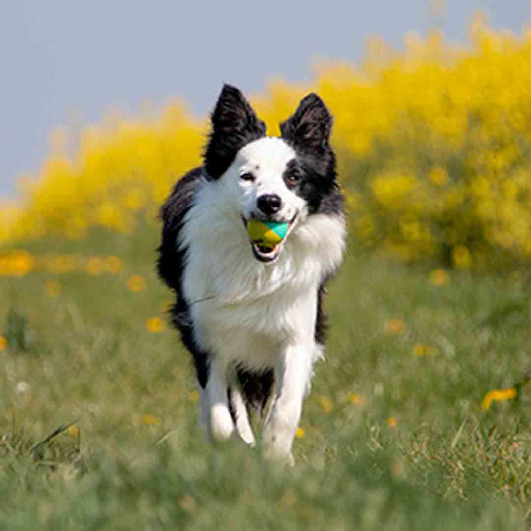 SportsPet High Bounce Ball Dog Toy 60mm | Dog Activity Toys
