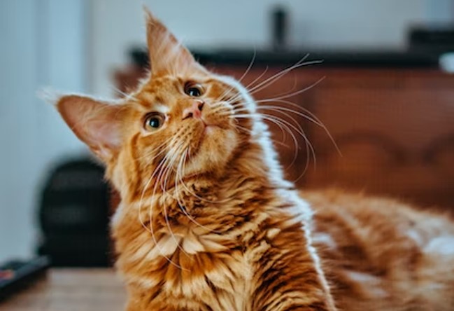 Everything You Need to Know About Cat Microchipping | Jollyes