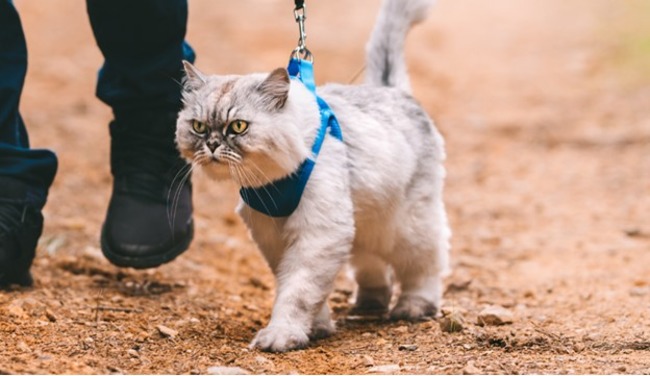A Guide to Cat Leads & Harnesses | Jollyes