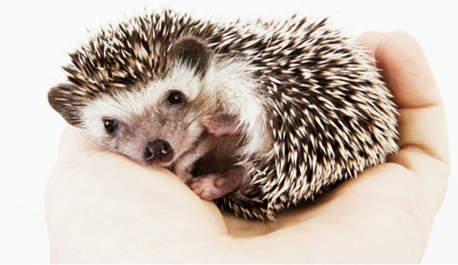 Hedgehog Care Guide | Jollyes