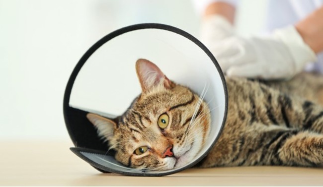 Cat Neutering: Everything You Wanted to Know | Jollyes