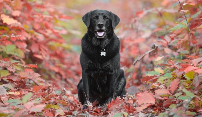 Autumn Awareness: What to Avoid | Jollyes